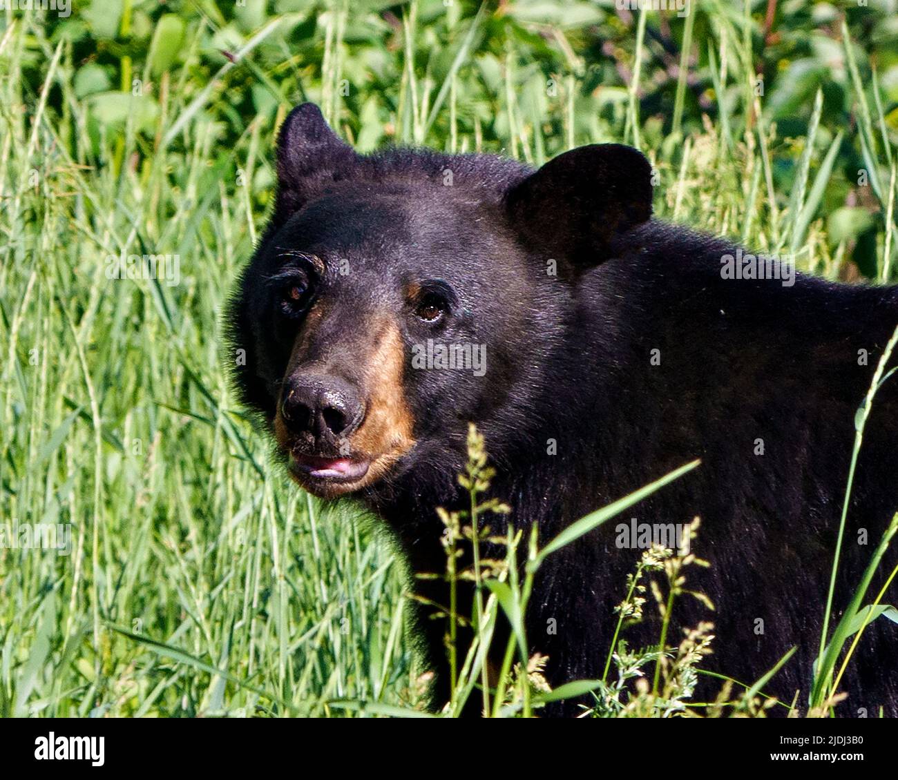 Black bear head close-up in the field looking at the camera, displaying ...
