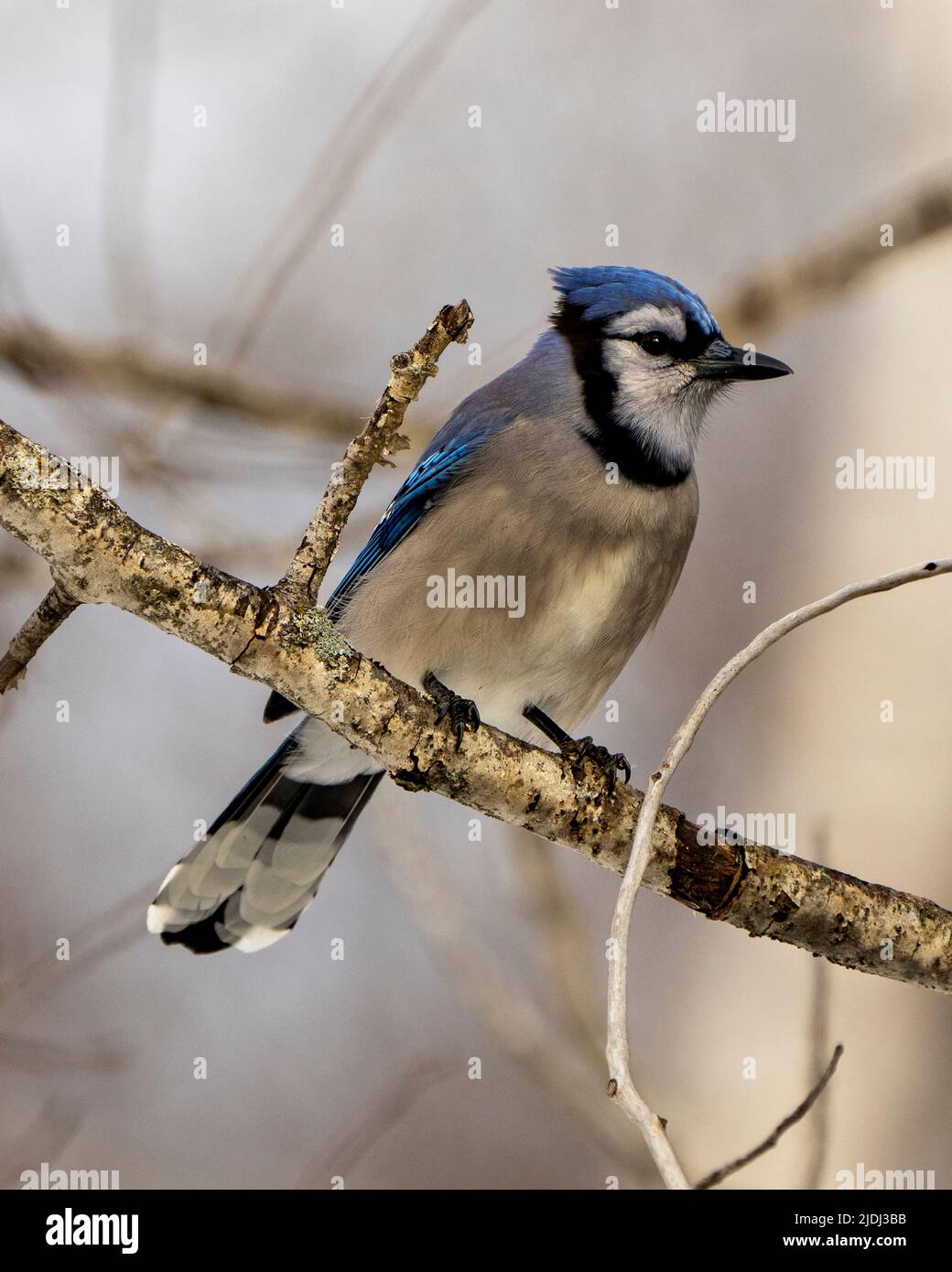 Blue Jay bird perched on a branch with a blur background in its ...