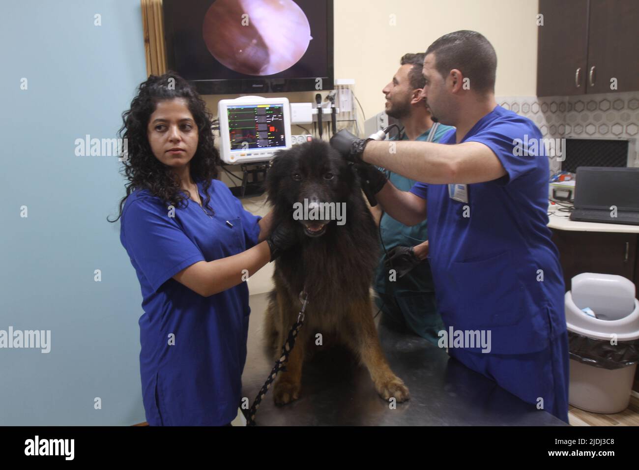 June 21, 2022, Nablus, West bank, Palestine: Palestinian veterinarians ...