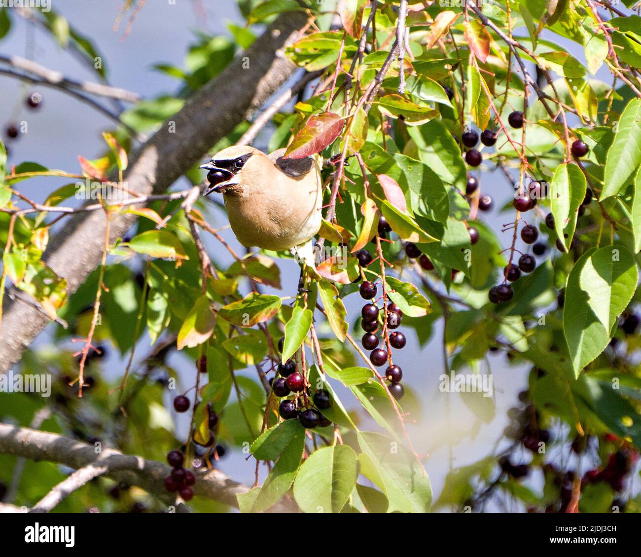 Cedar waxwing poster photo and image hi-res stock photography and ...