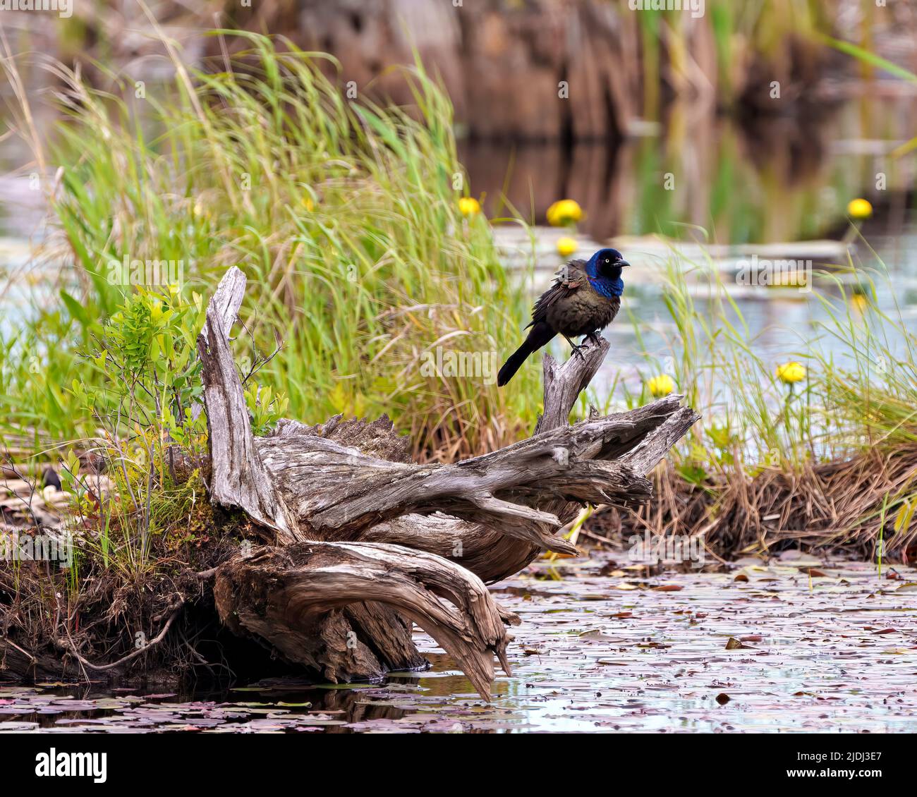 Common Grackle close-up perched on a dead tree branch with blur water ...