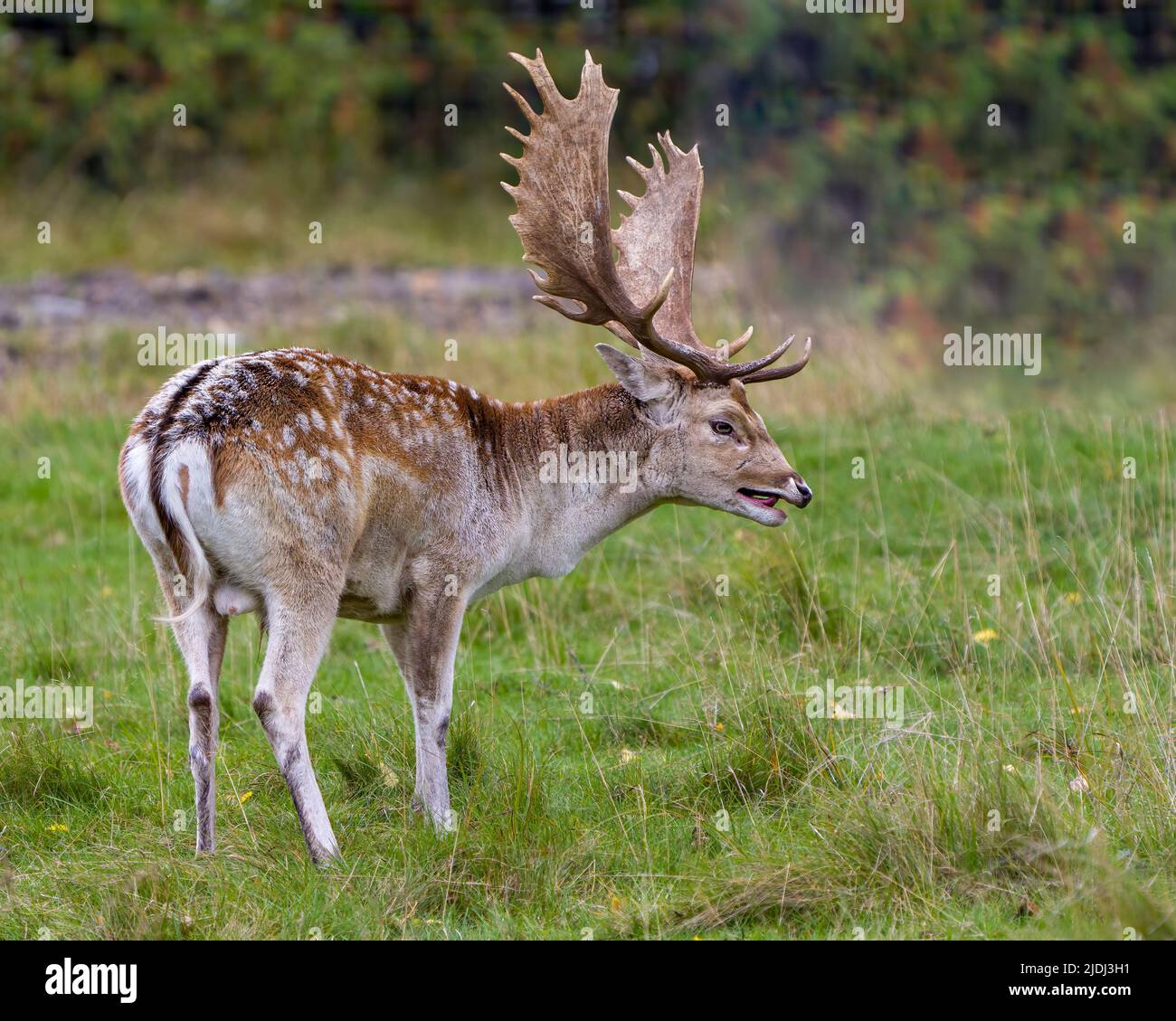 Deer Fallow close-up side profile in the field with a blur background ...