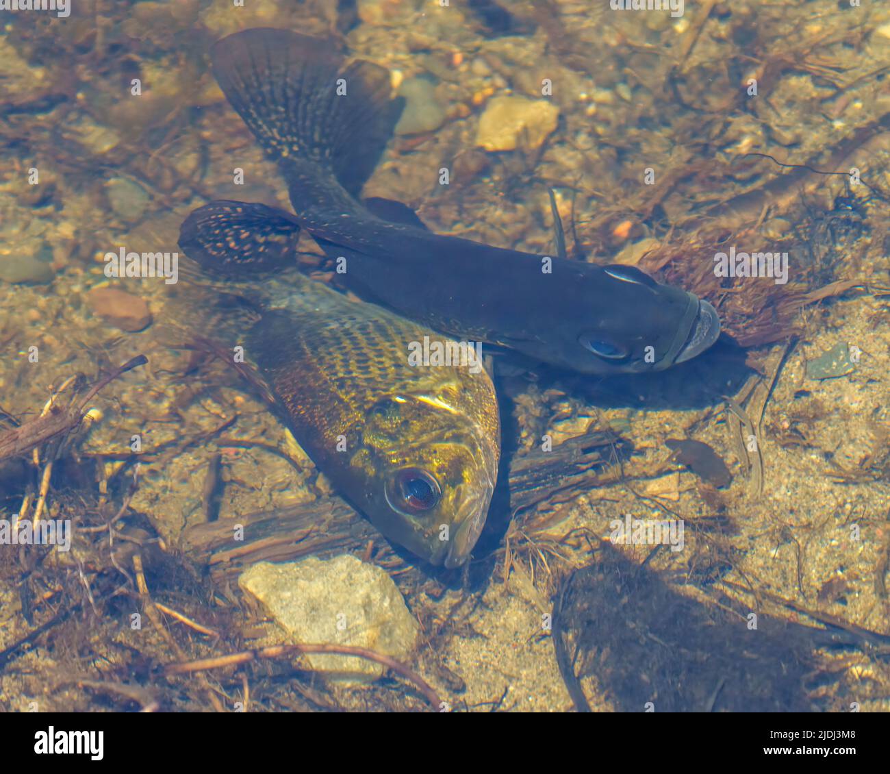 Fish mating season in the springtime displaying their mating position ...