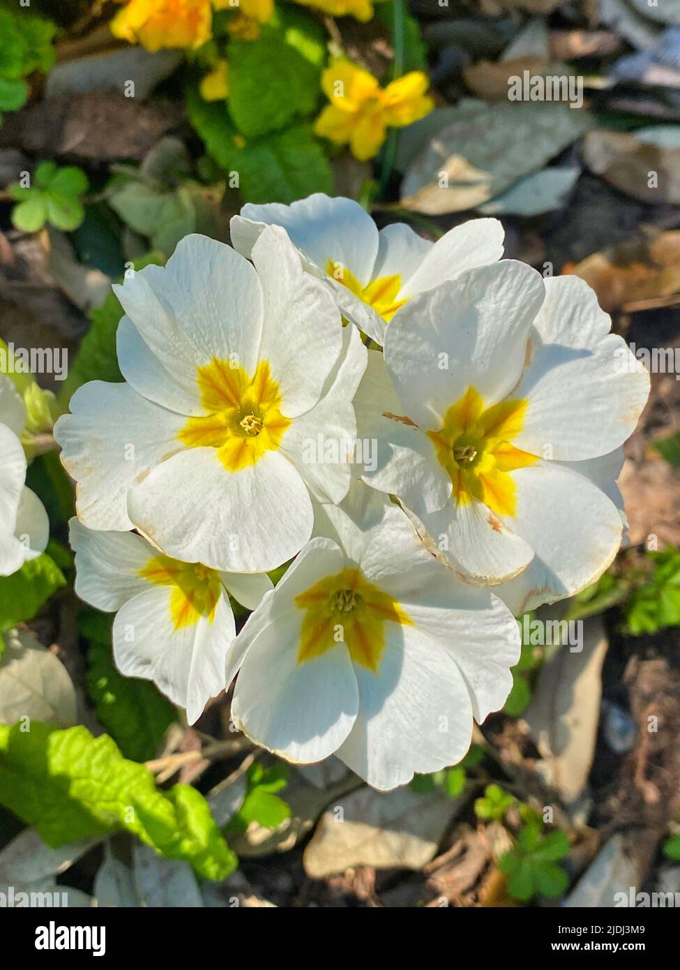Plants and Flowers Stock Photo - Alamy