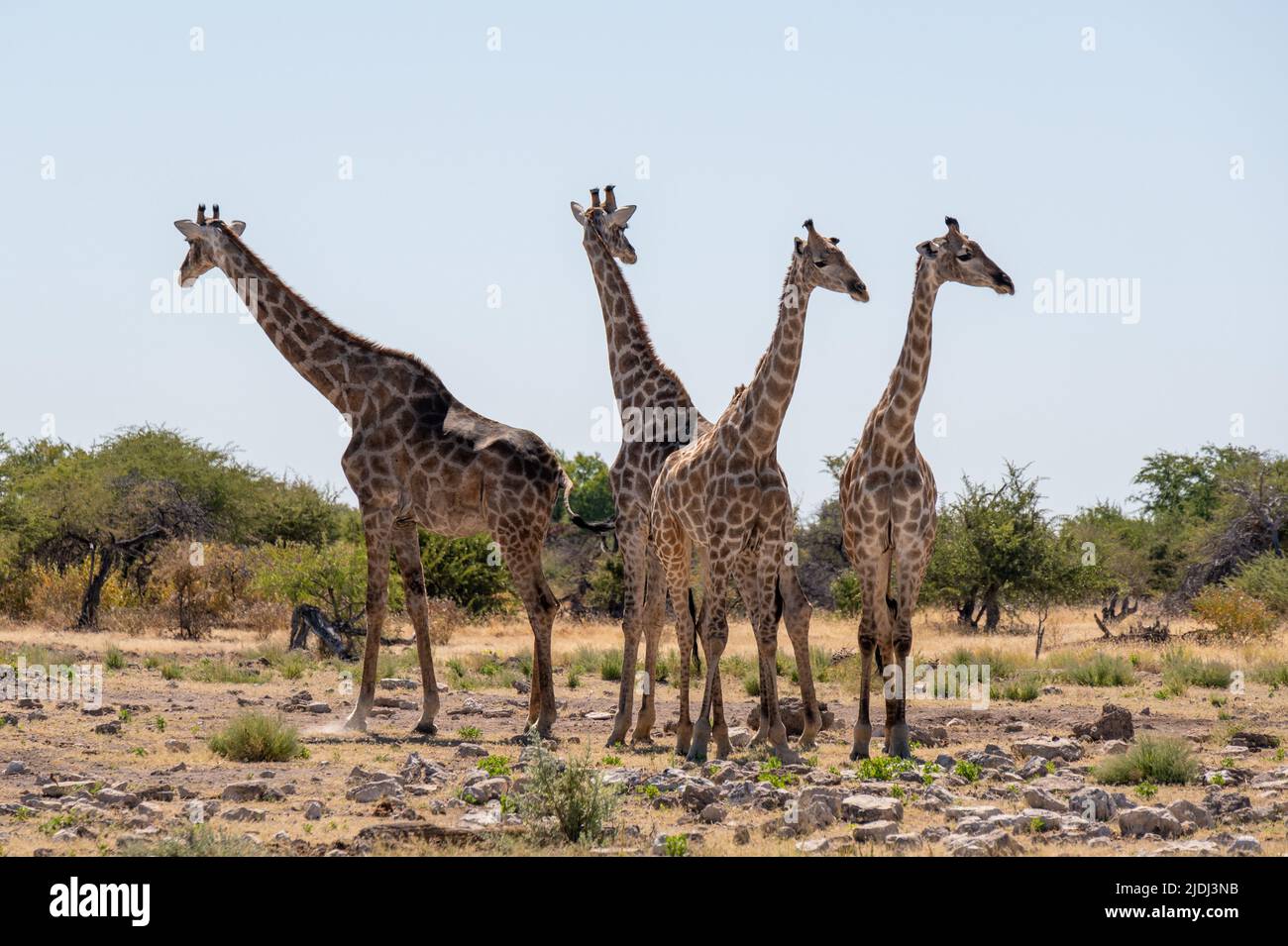 Group giraffes in bush in hi-res stock photography and images - Alamy
