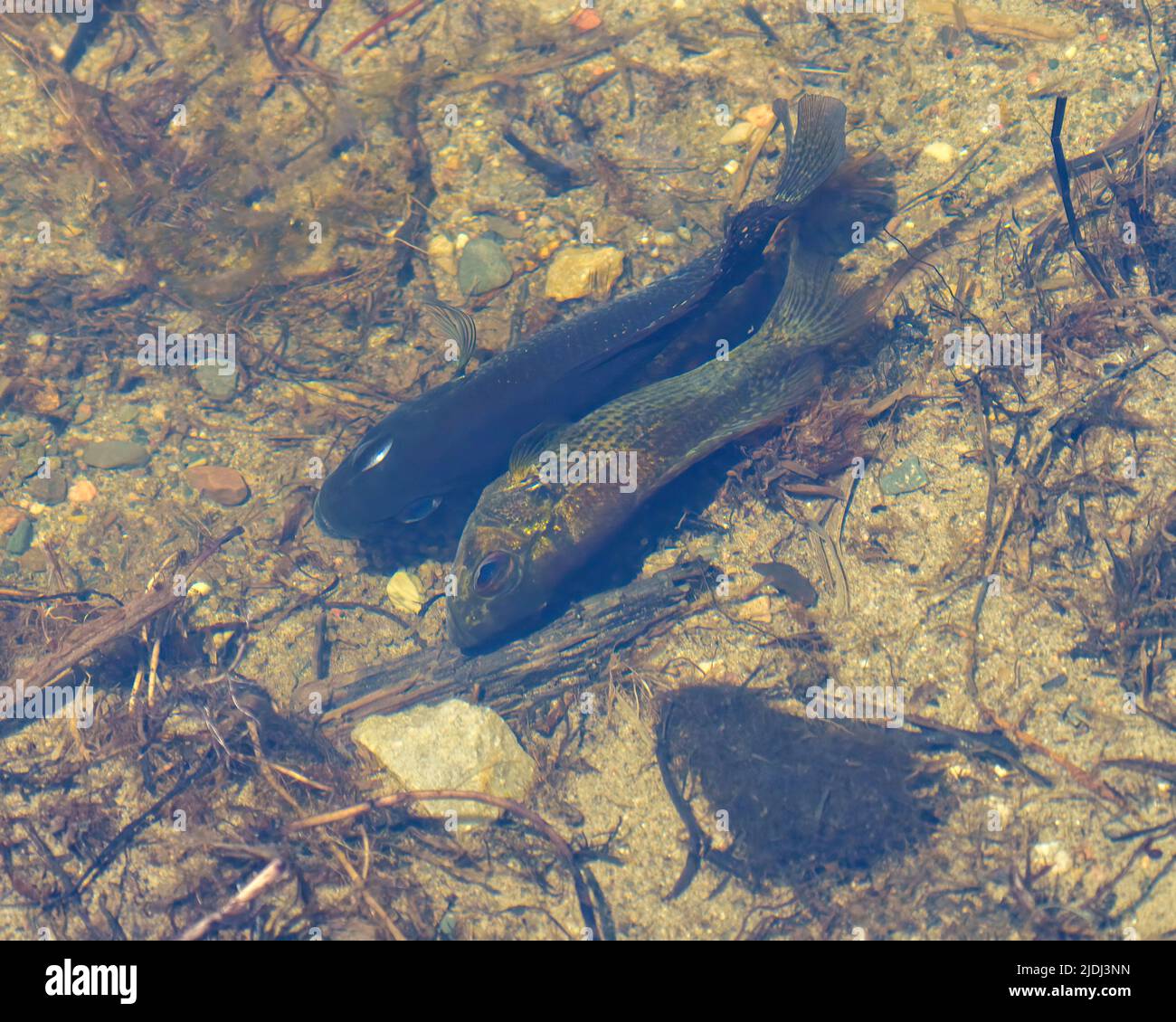 Fish mating season in the springtime displaying their mating position ...