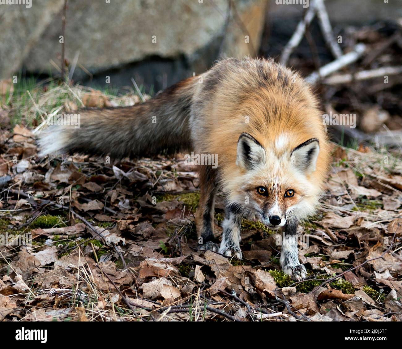 Red unique fox close-up profile front view and looking at camera in the ...