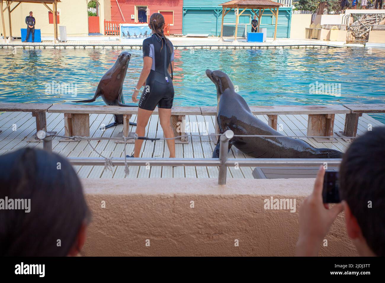 Trained seal hi-res stock photography and images - Alamy