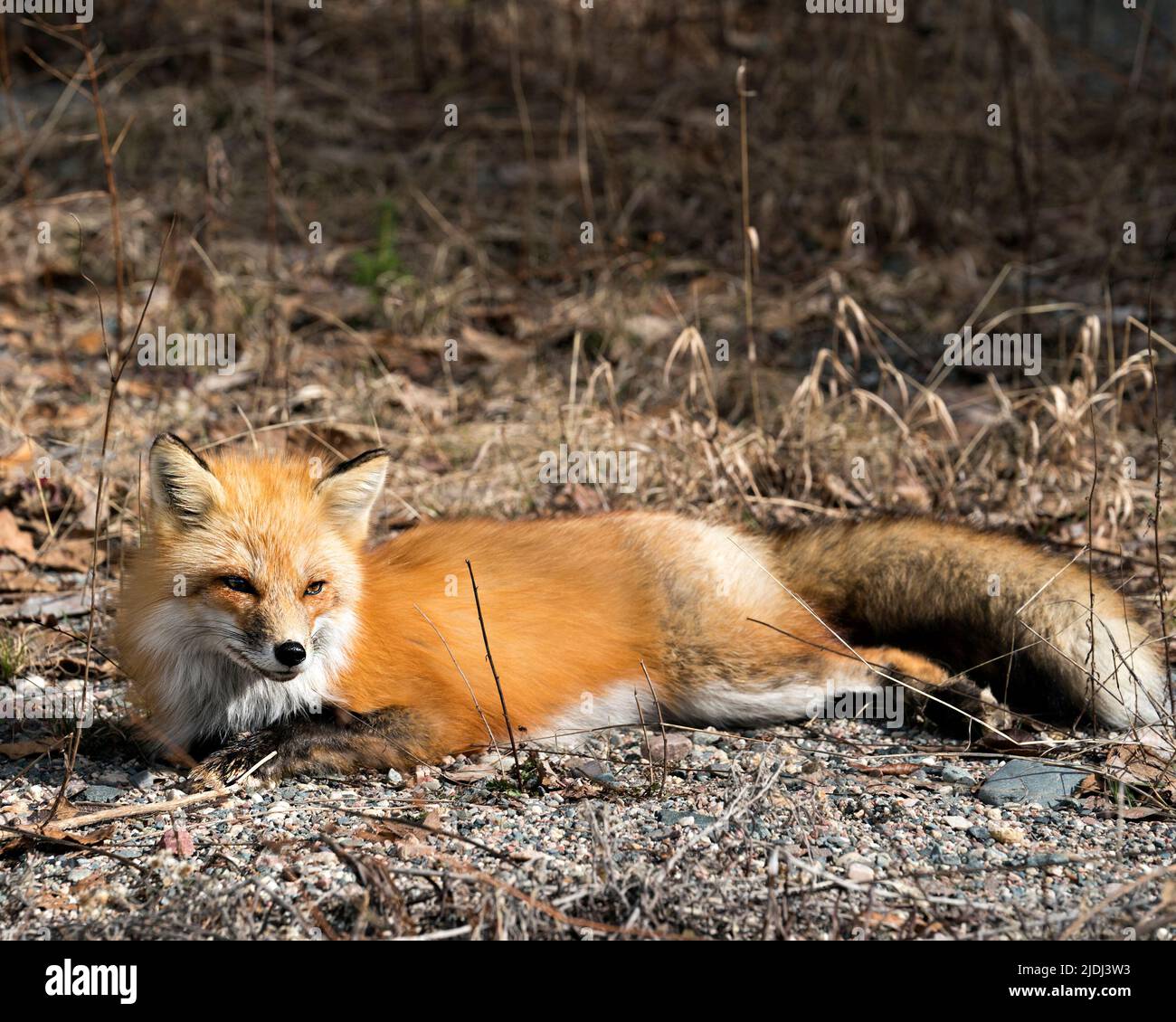 Red Fox close-up resting on ground in the spring season with blur ...