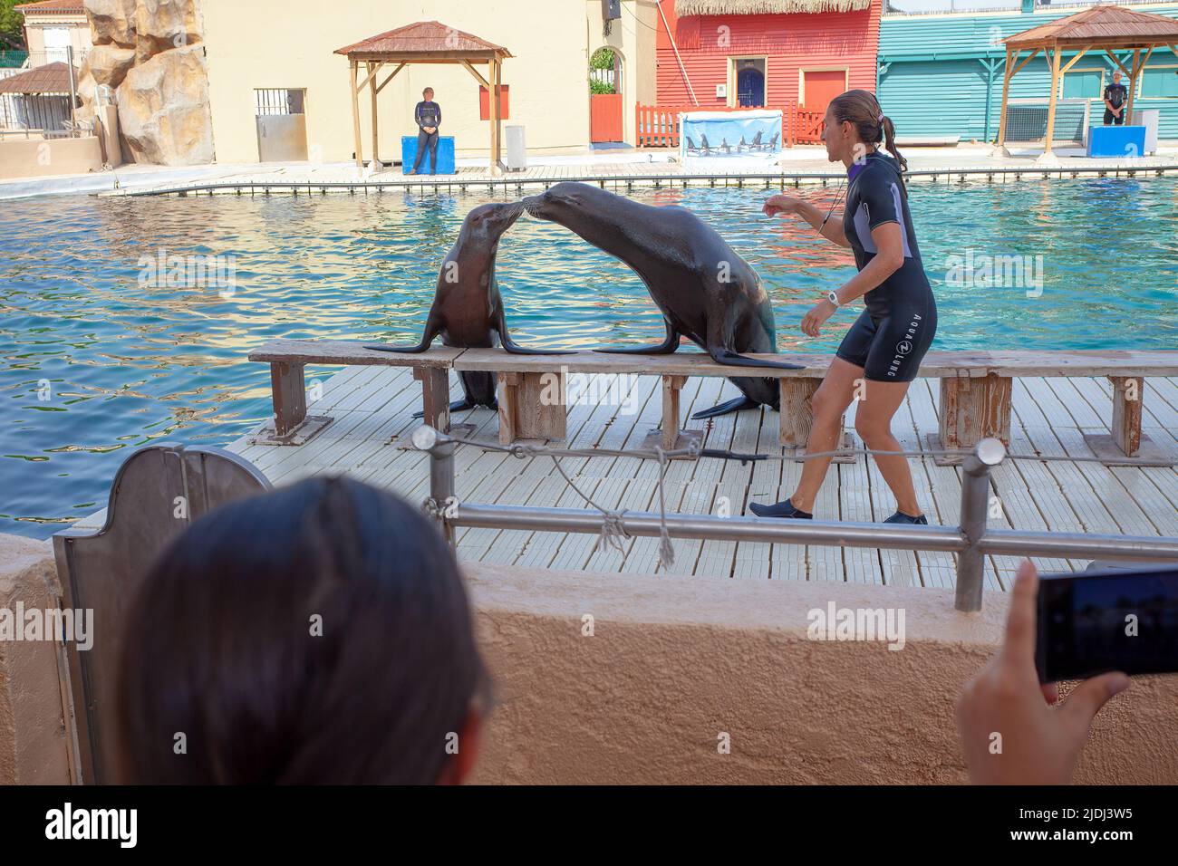 Seals performing tricks, Marineland, France Stock Photo - Alamy