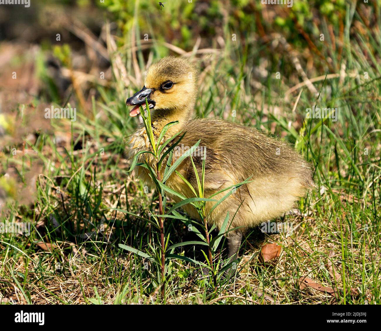 Canada baby gosling portrait and picture hi-res stock photography and ...
