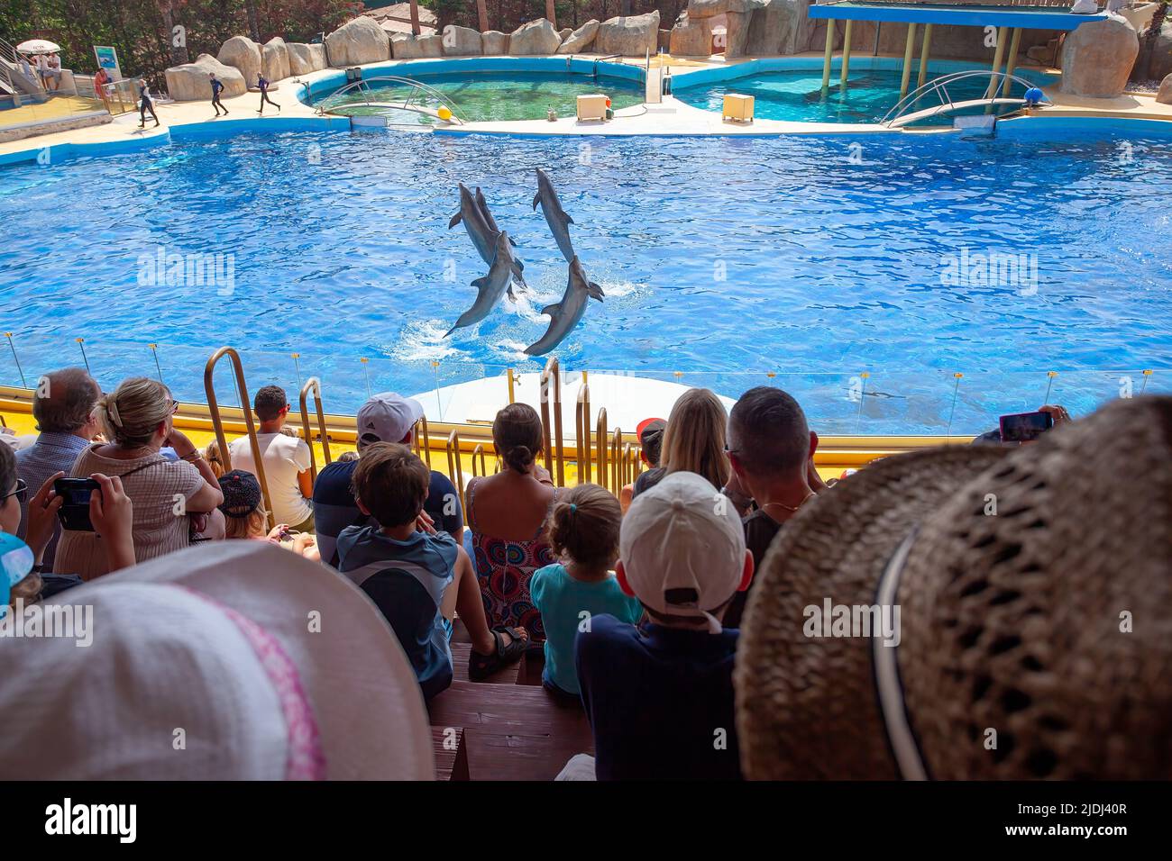 Dolphin display, Marineland, France Stock Photo - Alamy