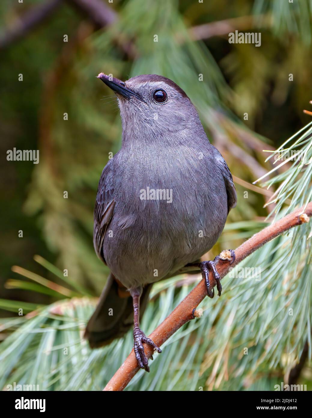Gray catbird calendar photo image hi-res stock photography and images ...
