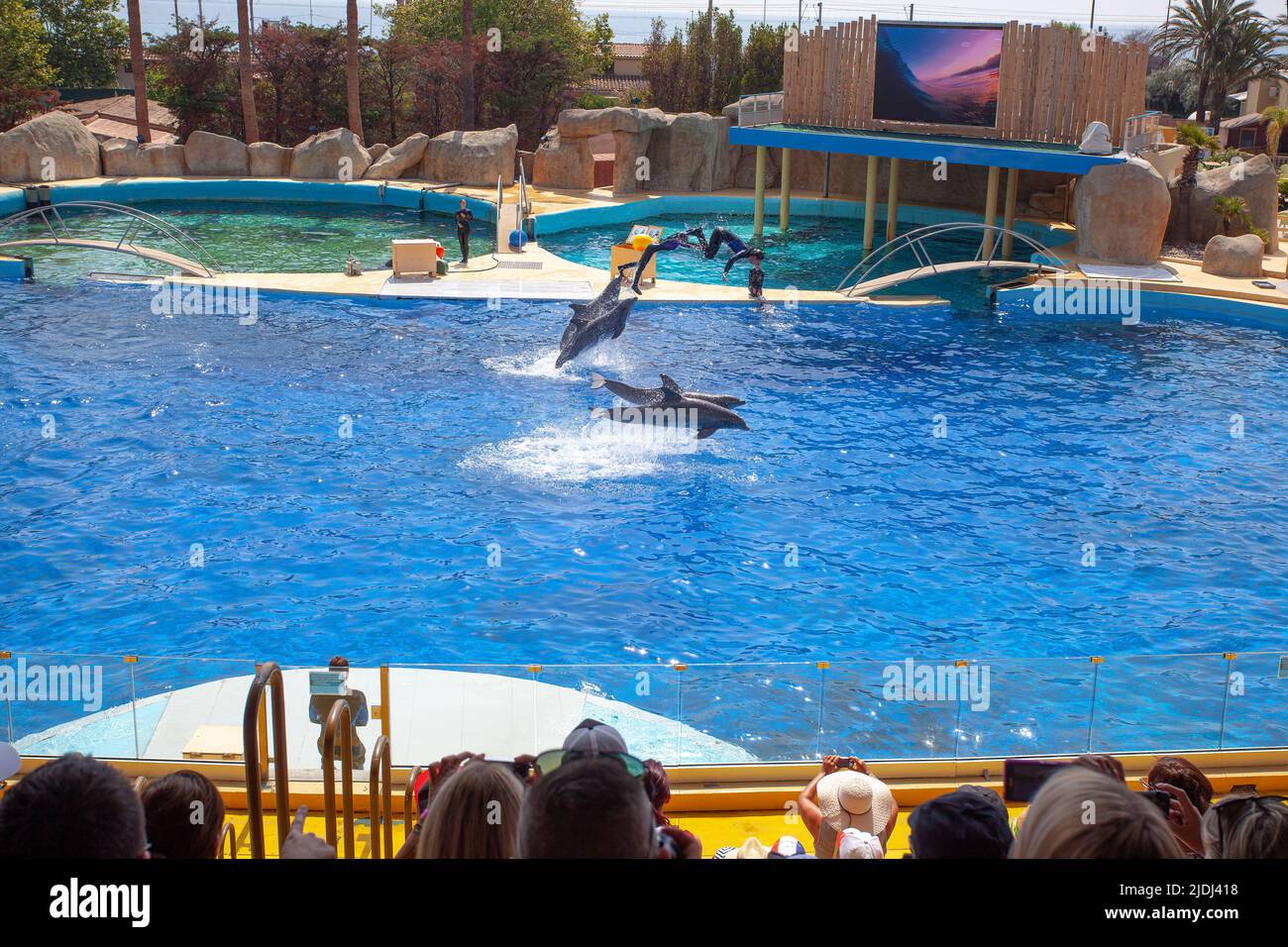Dolphin display, Marineland, France Stock Photo - Alamy