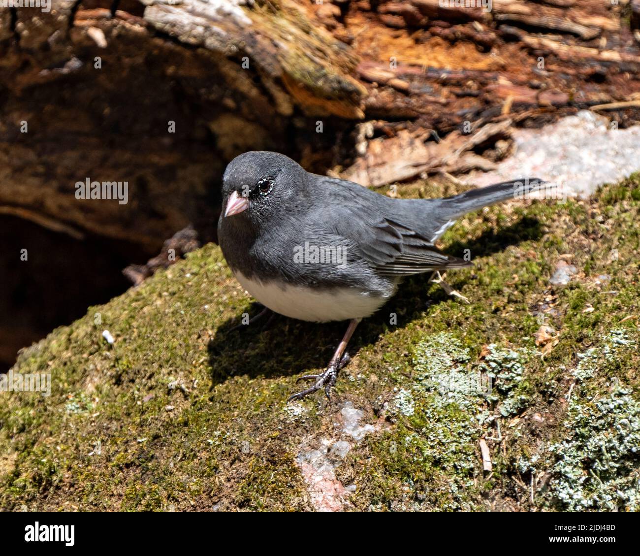 Junco bird standing on moss displaying grey feather plumage, head, eye ...