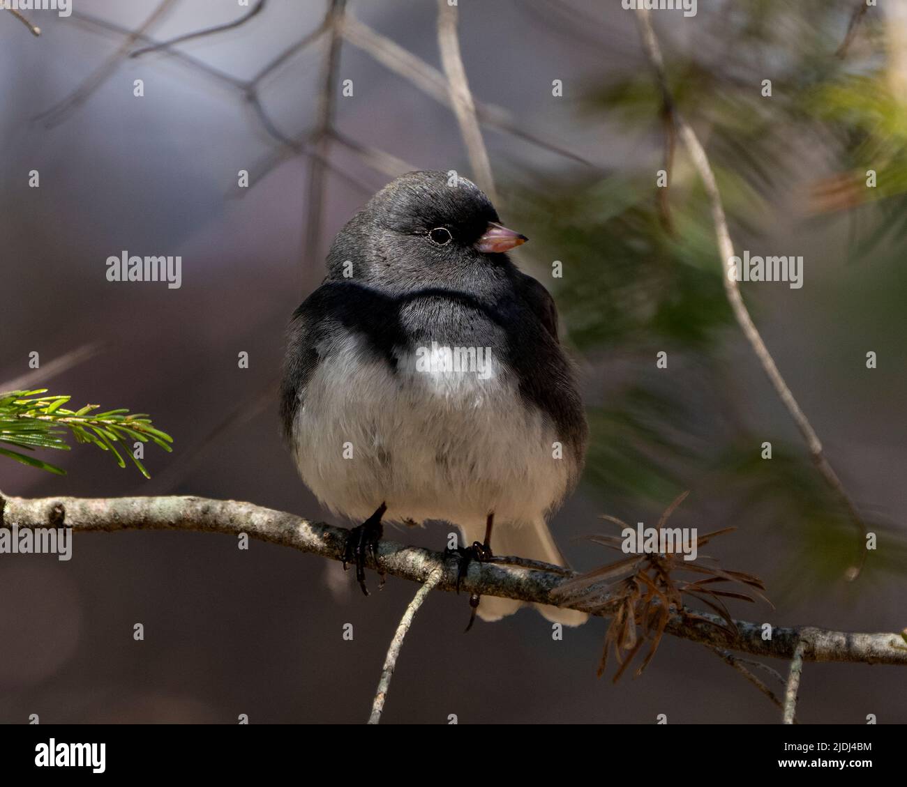 Junco male perched on a branch displaying grey feather plumage, head ...