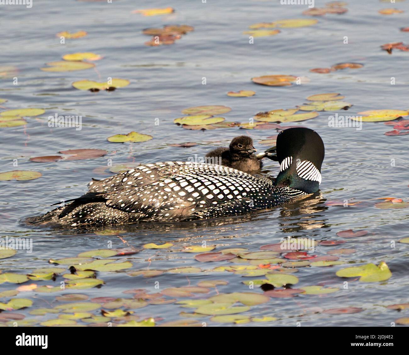 Common Loon and baby chick loon swimming in pond and celebrating the ...