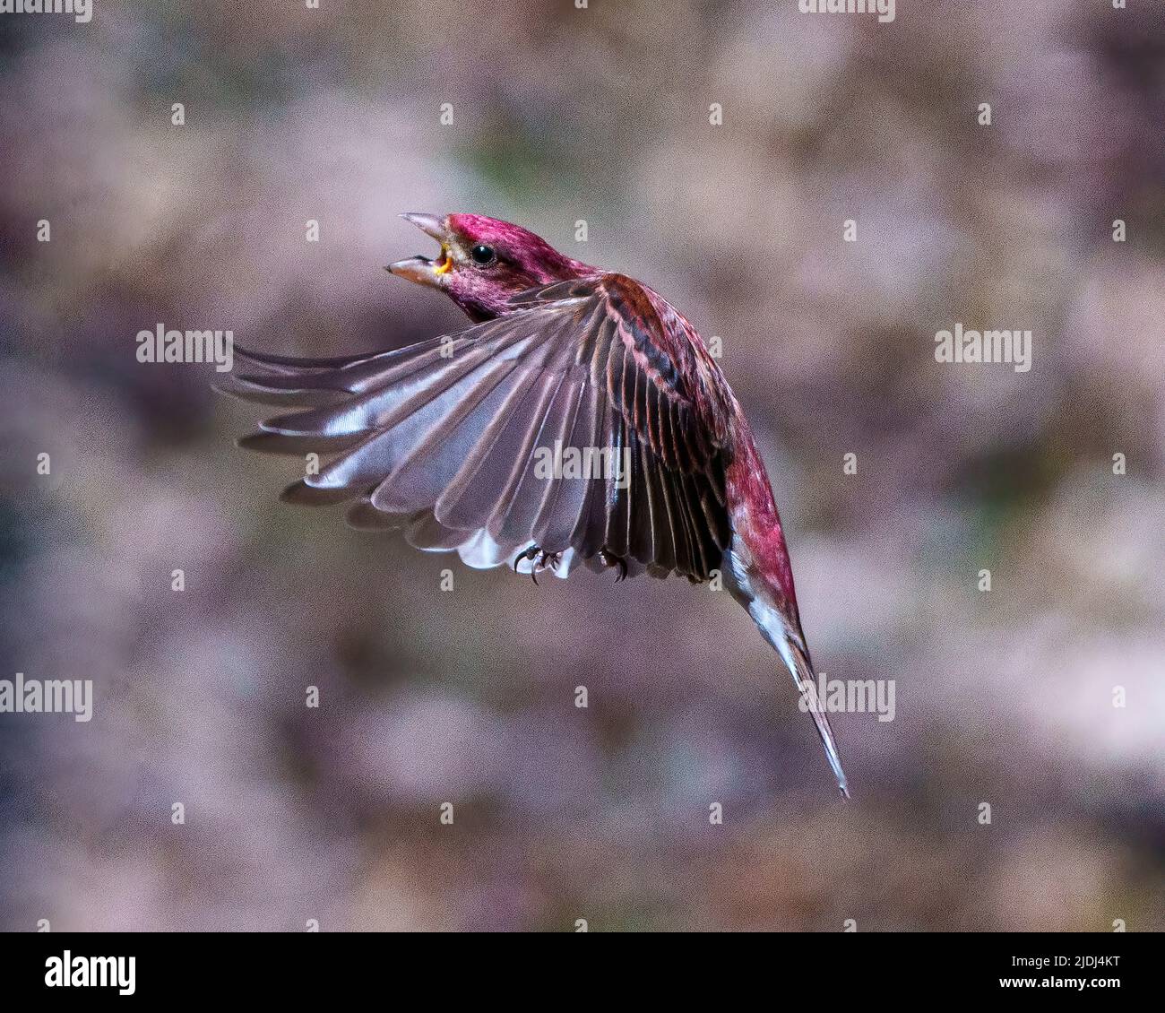 Finch male flying with its beautiful red colour spread wings with a ...