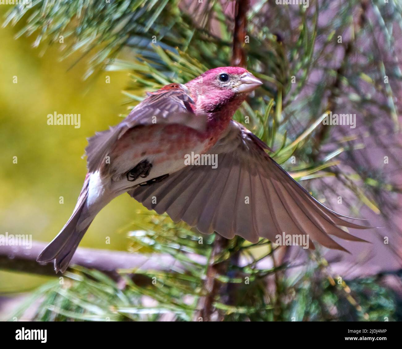 Finch male flying with its beautiful red colour spread wings with a ...