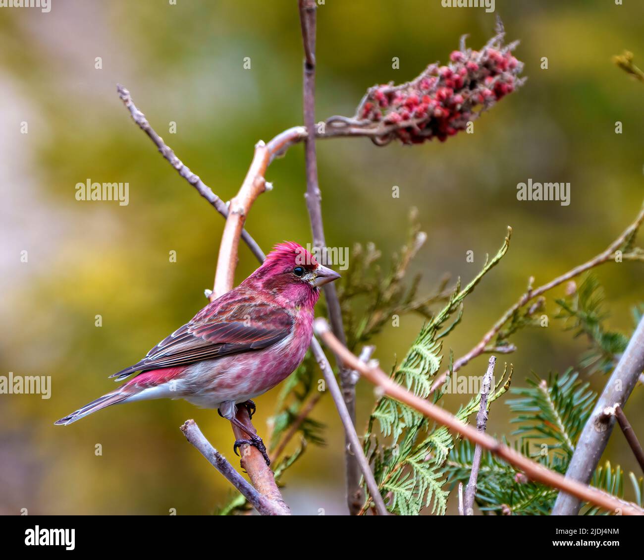 Finch male close-up profile view, perched on a stag horn branch ...