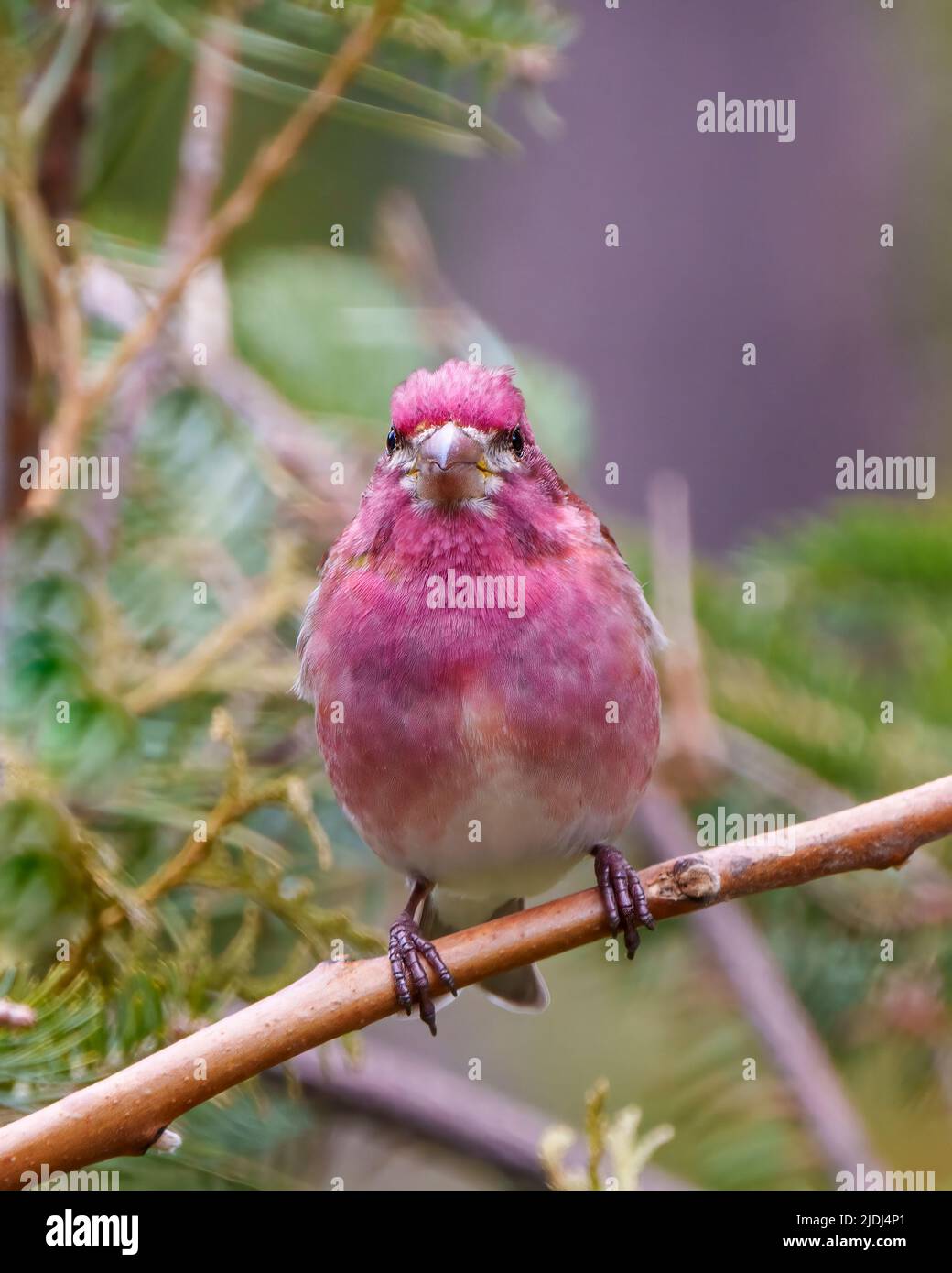 Finch male close-up front profile view looking at camera, displaying ...