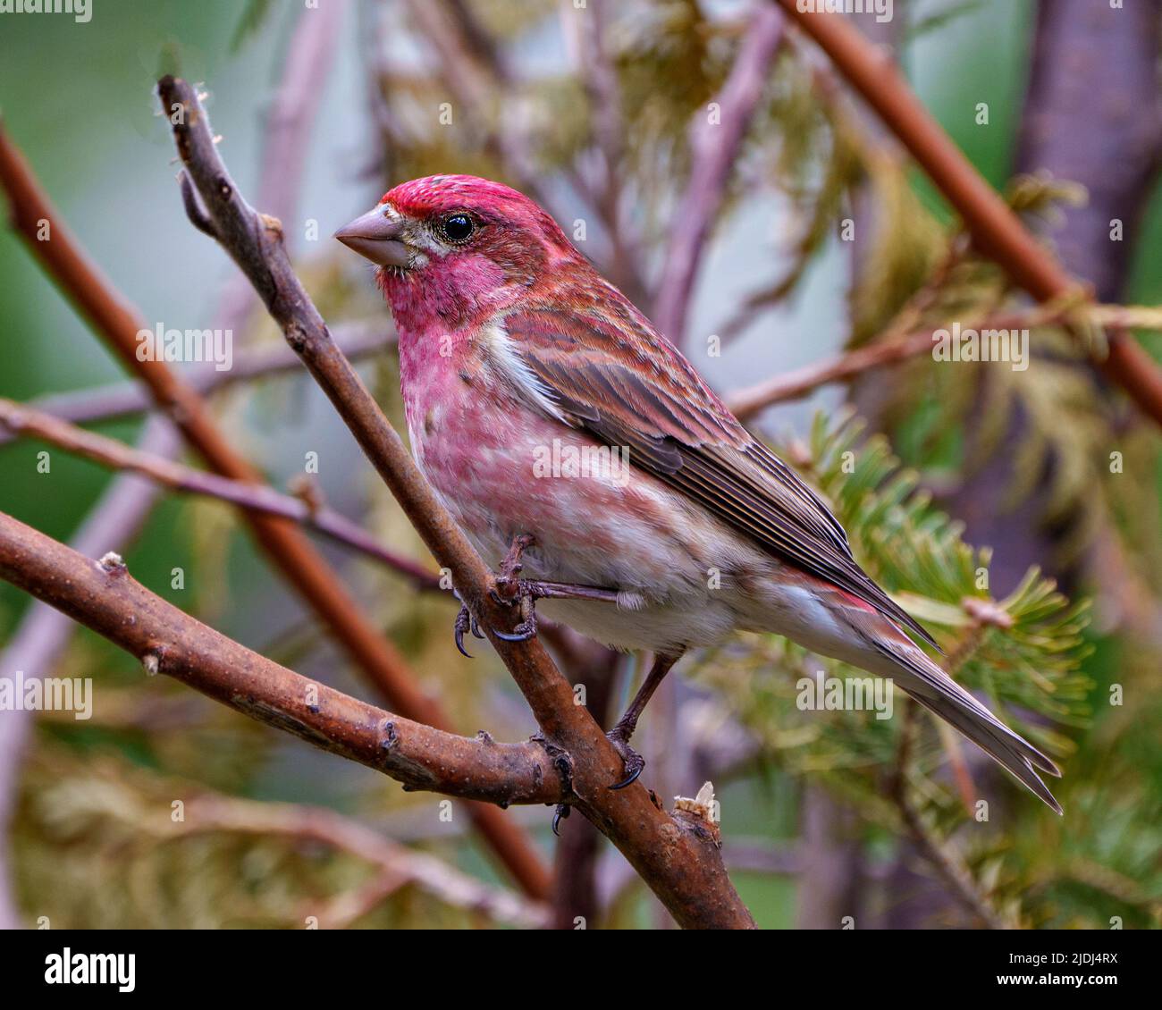 Purple Finch close-up profile view, perched on a branch displaying red ...