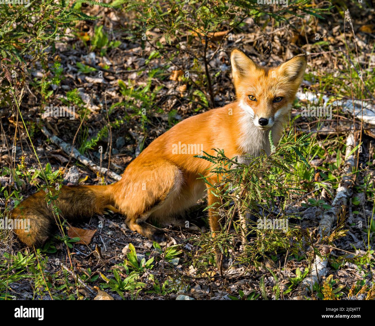 Red Fox sitting and basking in the last rays of the setting evening sun ...