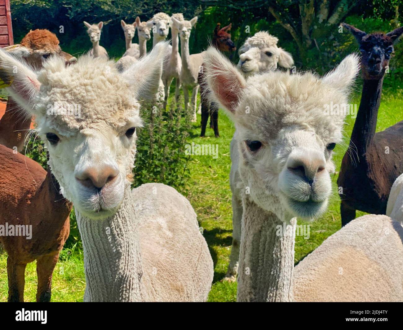 Alpaca's on a farm in Cornwall Stock Photo - Alamy