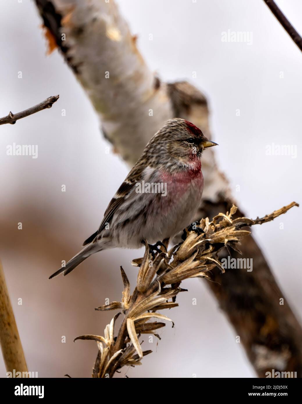 Red poll Finch side view perched on foliage with a blur forest ...