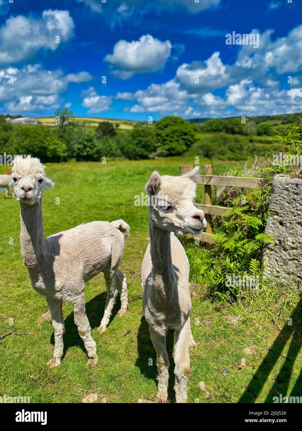 Alpaca's on a farm in Cornwall Stock Photo - Alamy