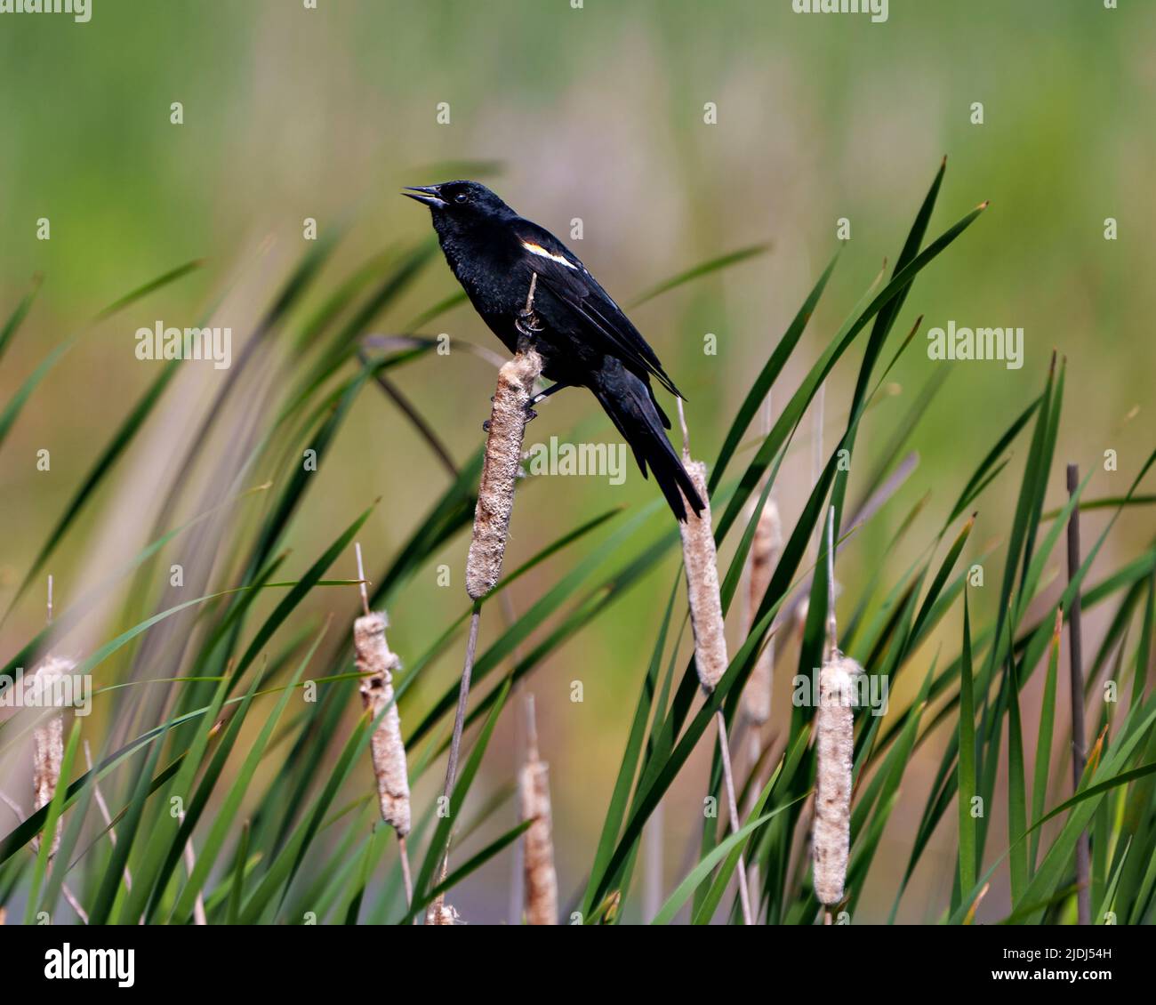 Red-Winged Blackbird close-up profile side view, perched on a cattail ...