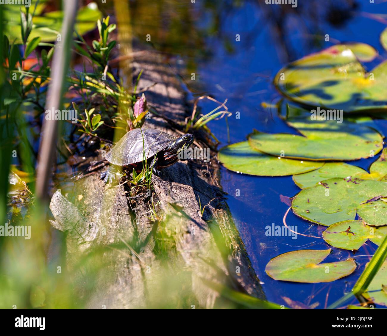 Painted turtle sitting on a log in the pond with water lily pads ...