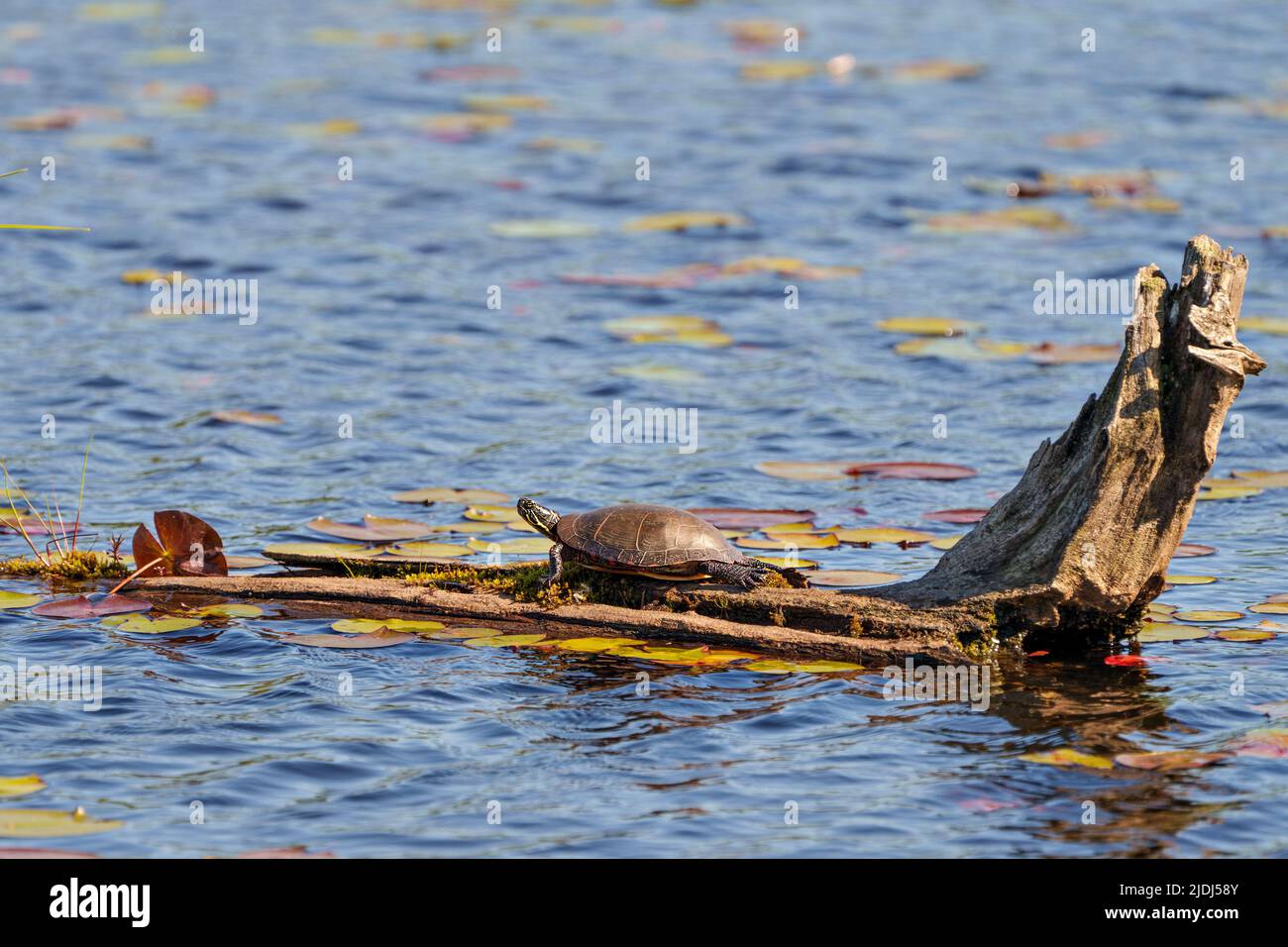 Painted turtle on a log in the pond with water lily pads, displaying ...
