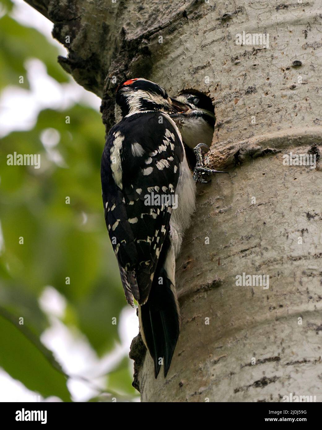 Baby Hairy Woodpeckers