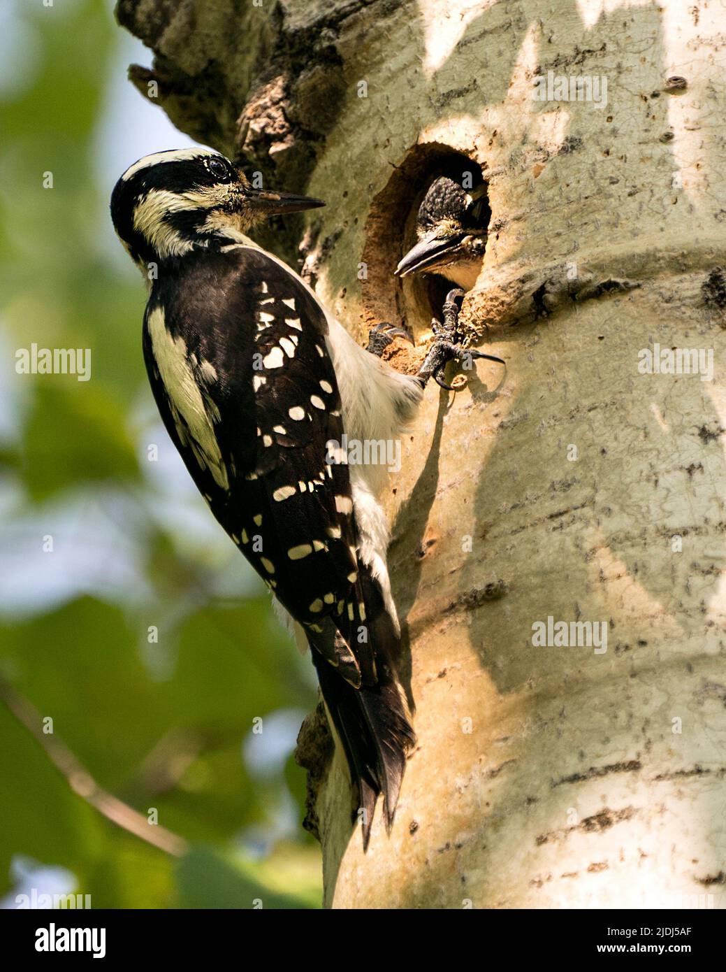 Baby woodpecker hi-res stock photography and images - Alamy