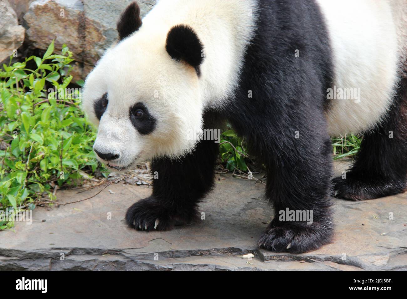 giant panda in a zoo in adelaide (australia Stock Photo - Alamy
