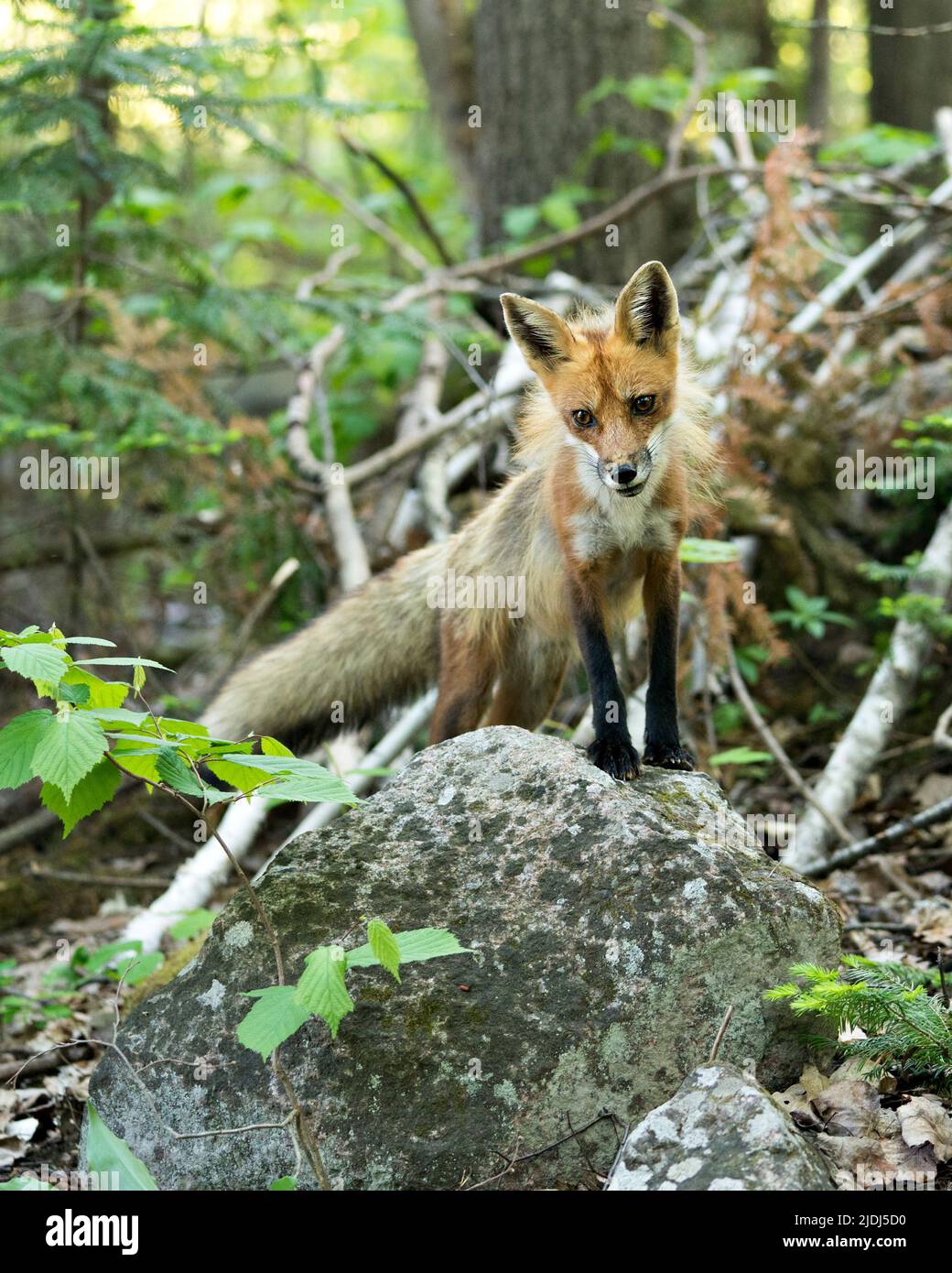 Red fox ontario canada hi-res stock photography and images - Alamy
