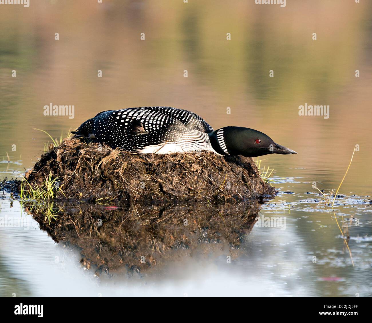 Loon nesting on its nest with marsh grasses, mud and water in its environment and habitat ...