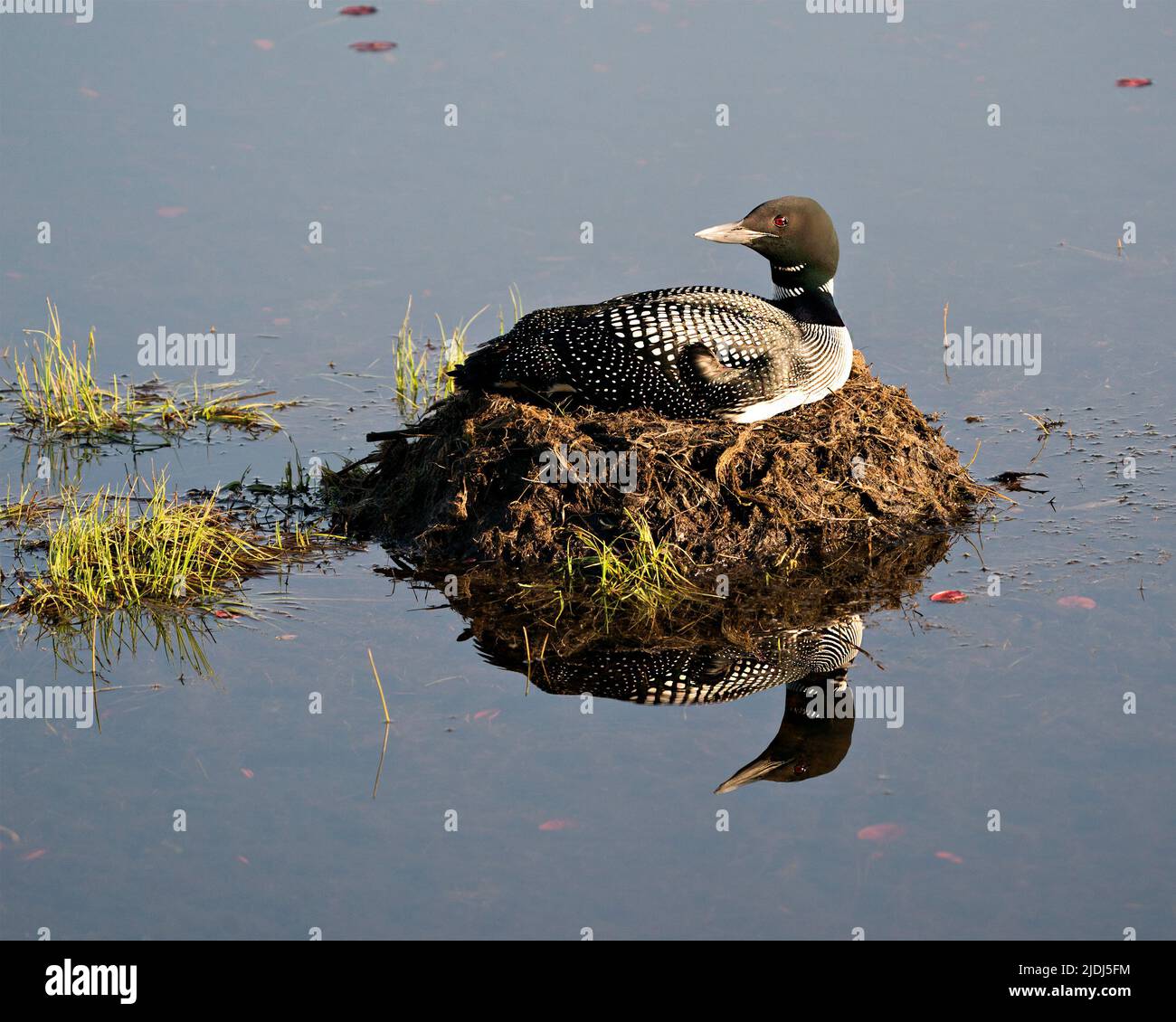 Loon nesting on its nest with marsh grasses, mud and water in its environment and habitat ...