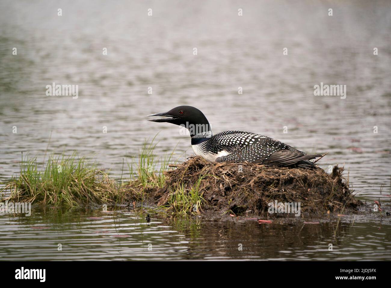 Loon nesting on its nest with marsh grasses, mud and water in its environment and habitat ...
