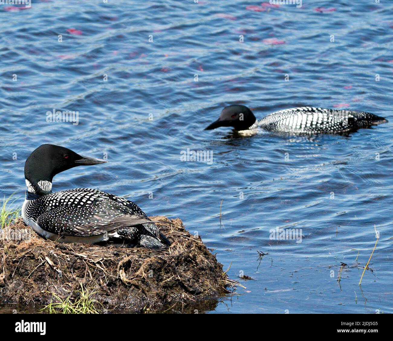 Loon nesting on its nest with marsh grasses, mud and water in its environment and habitat ...