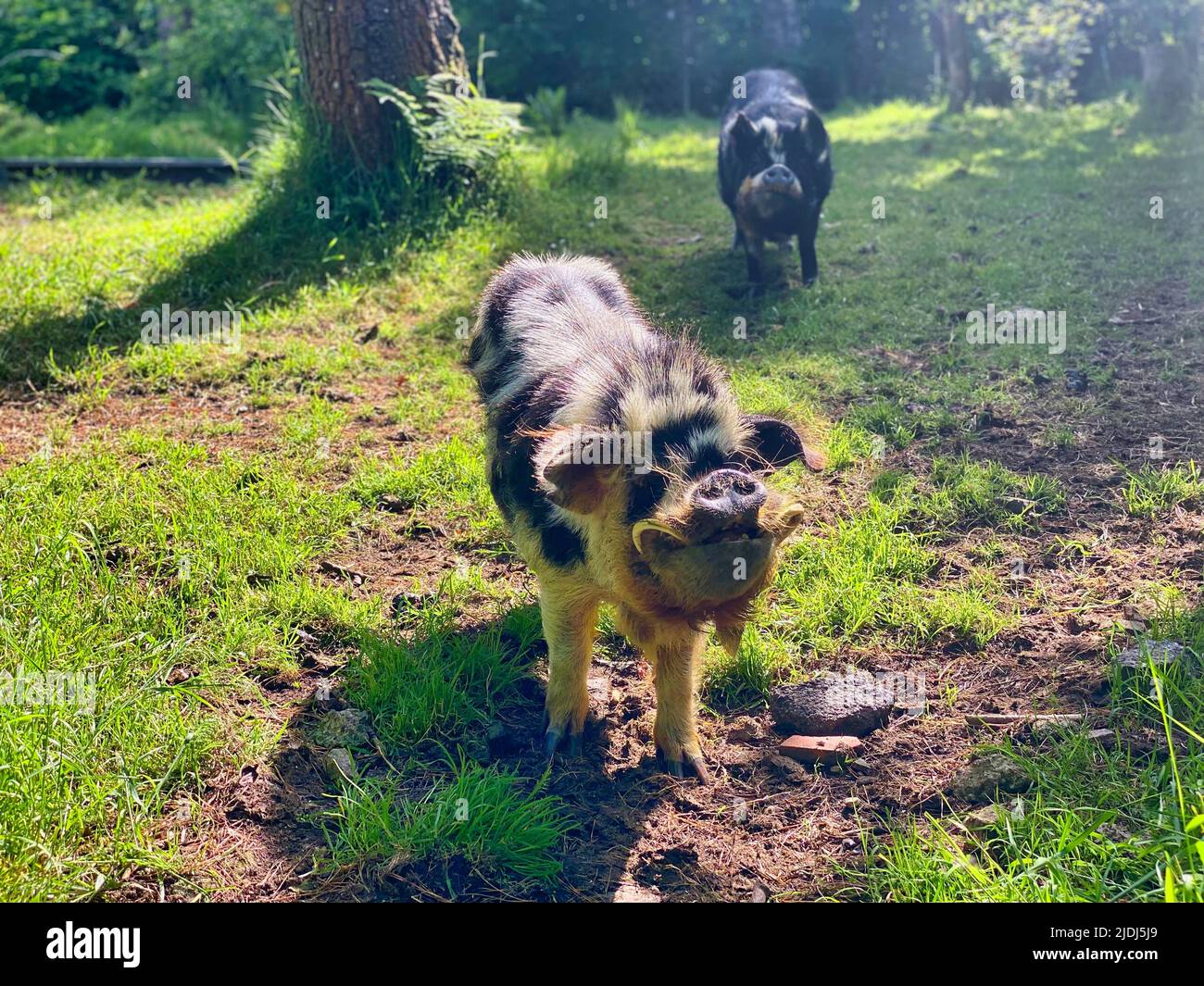 Farm pig in a field Stock Photo - Alamy
