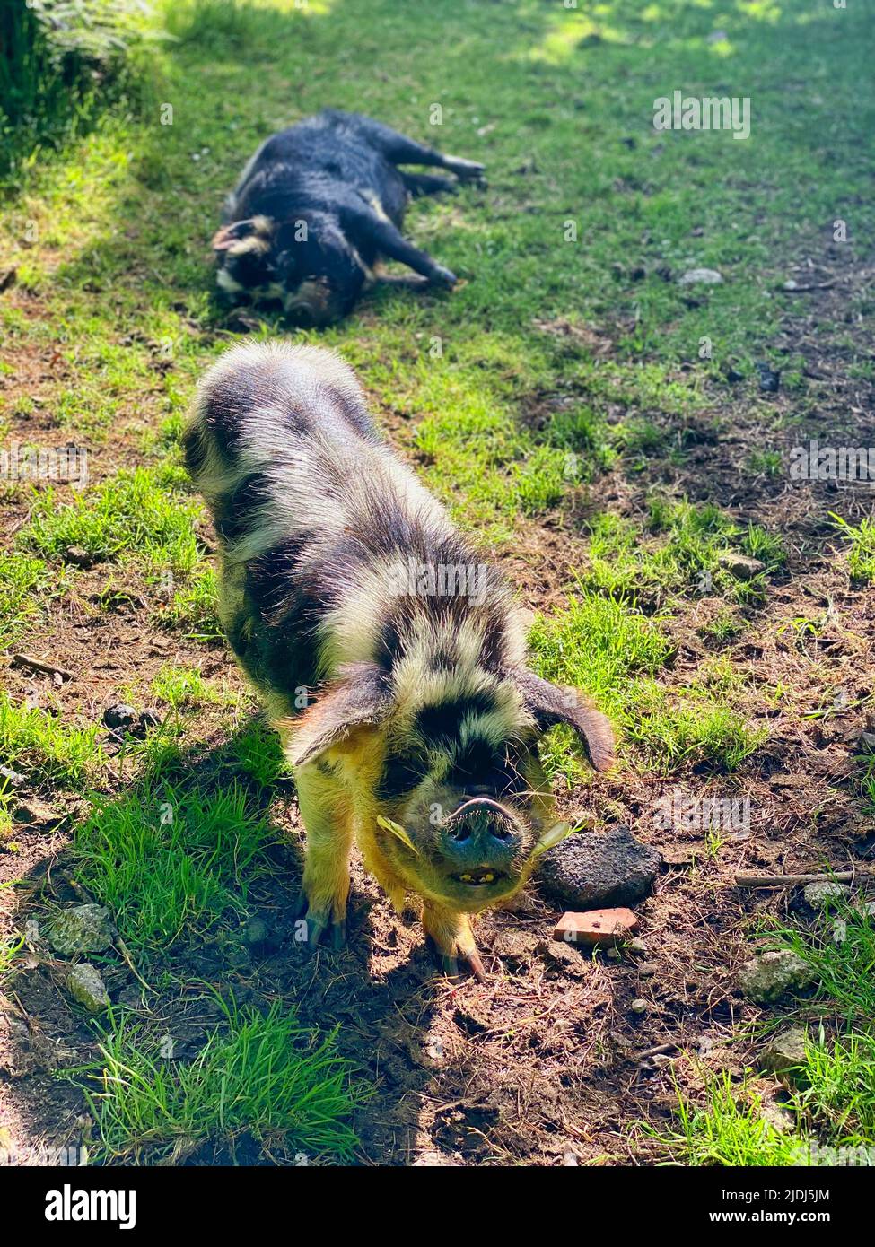 Farm pig in a field Stock Photo - Alamy