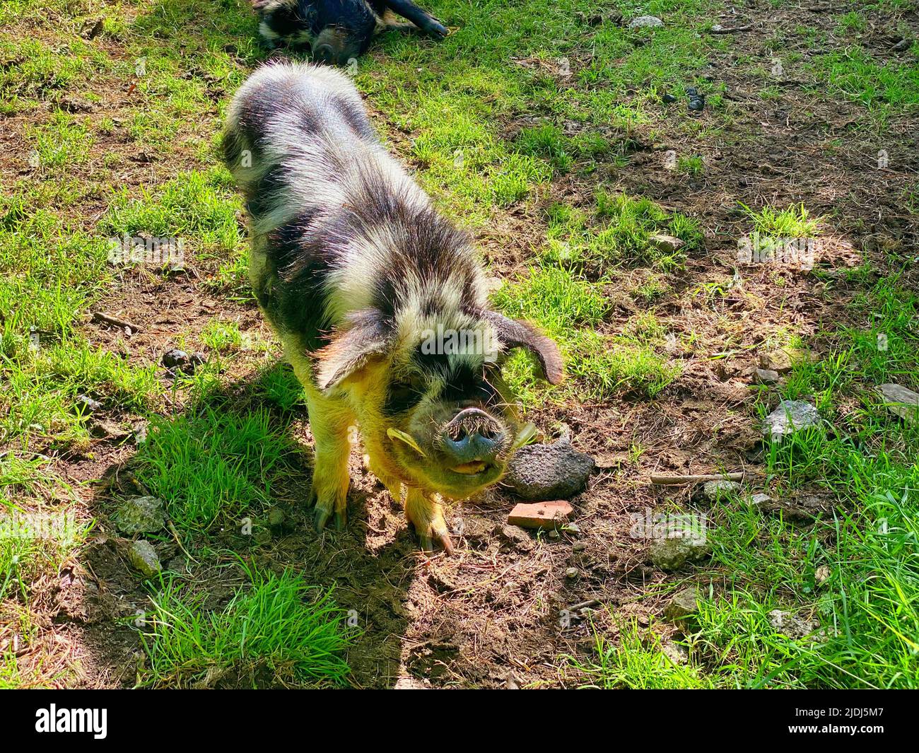 Farm pig in a field Stock Photo - Alamy