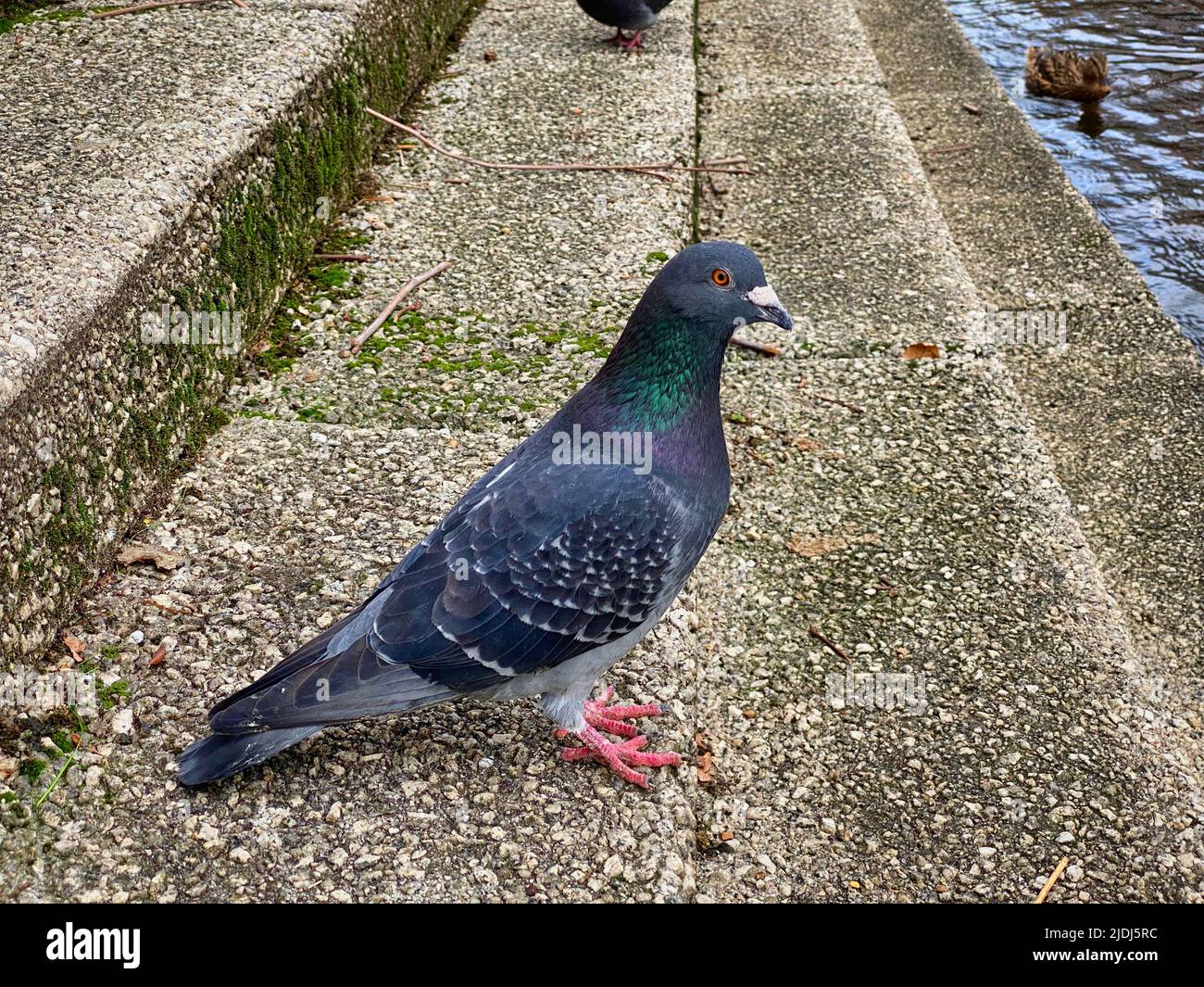 UK pigeons on a pavement Stock Photo - Alamy