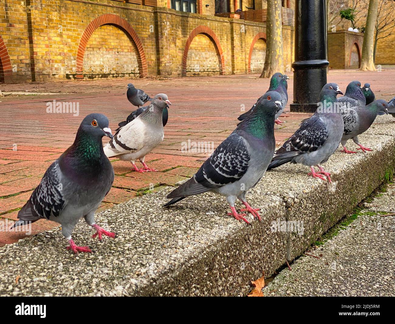 UK pigeons on a pavement Stock Photo - Alamy