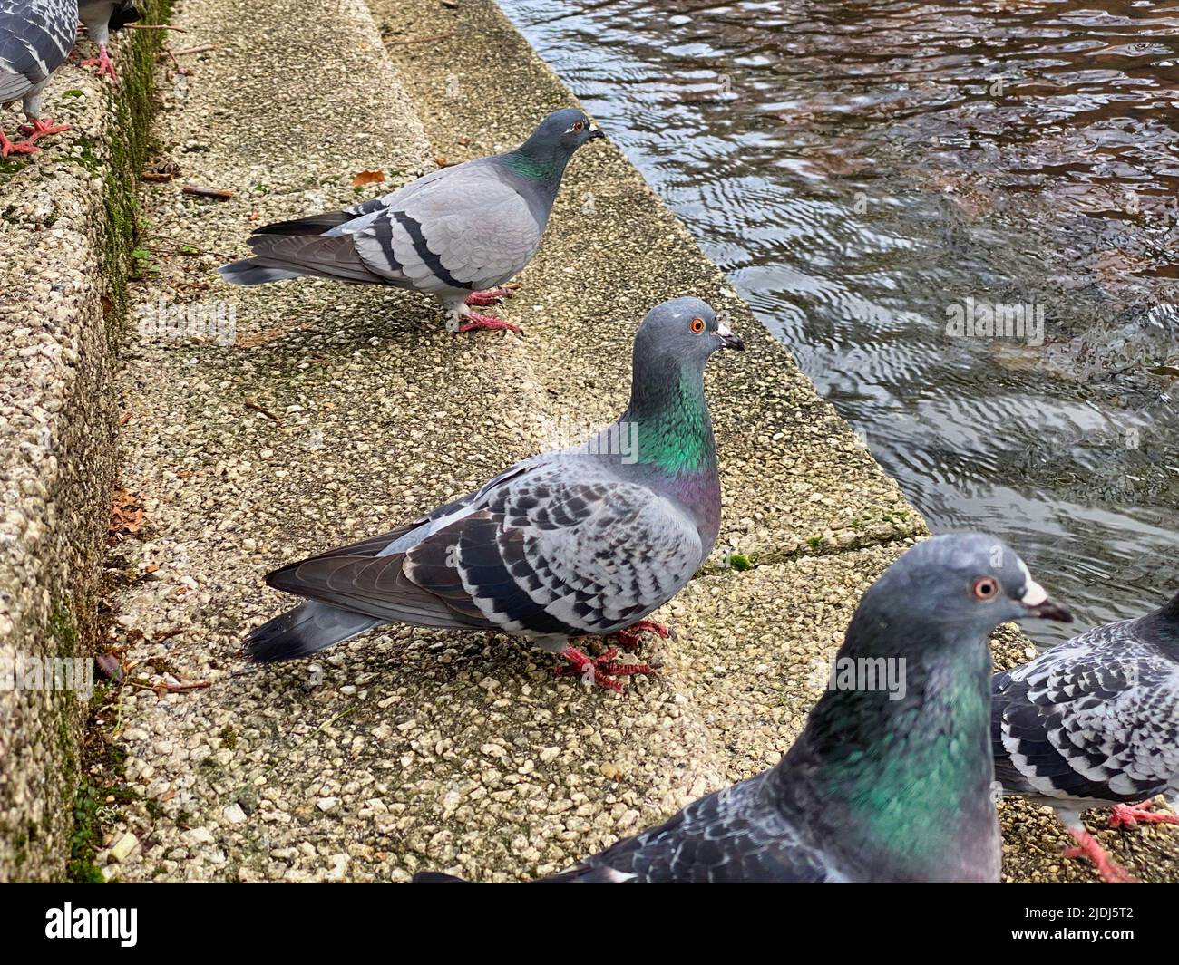 UK pigeons on a pavement Stock Photo - Alamy