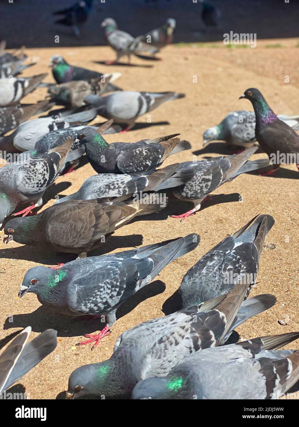 UK pigeons on a pavement Stock Photo - Alamy