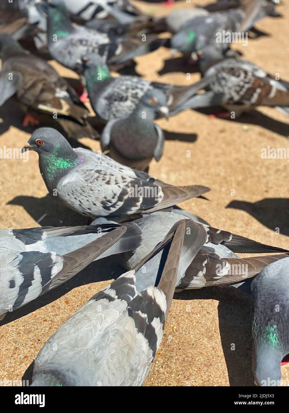 UK pigeons on a pavement Stock Photo - Alamy