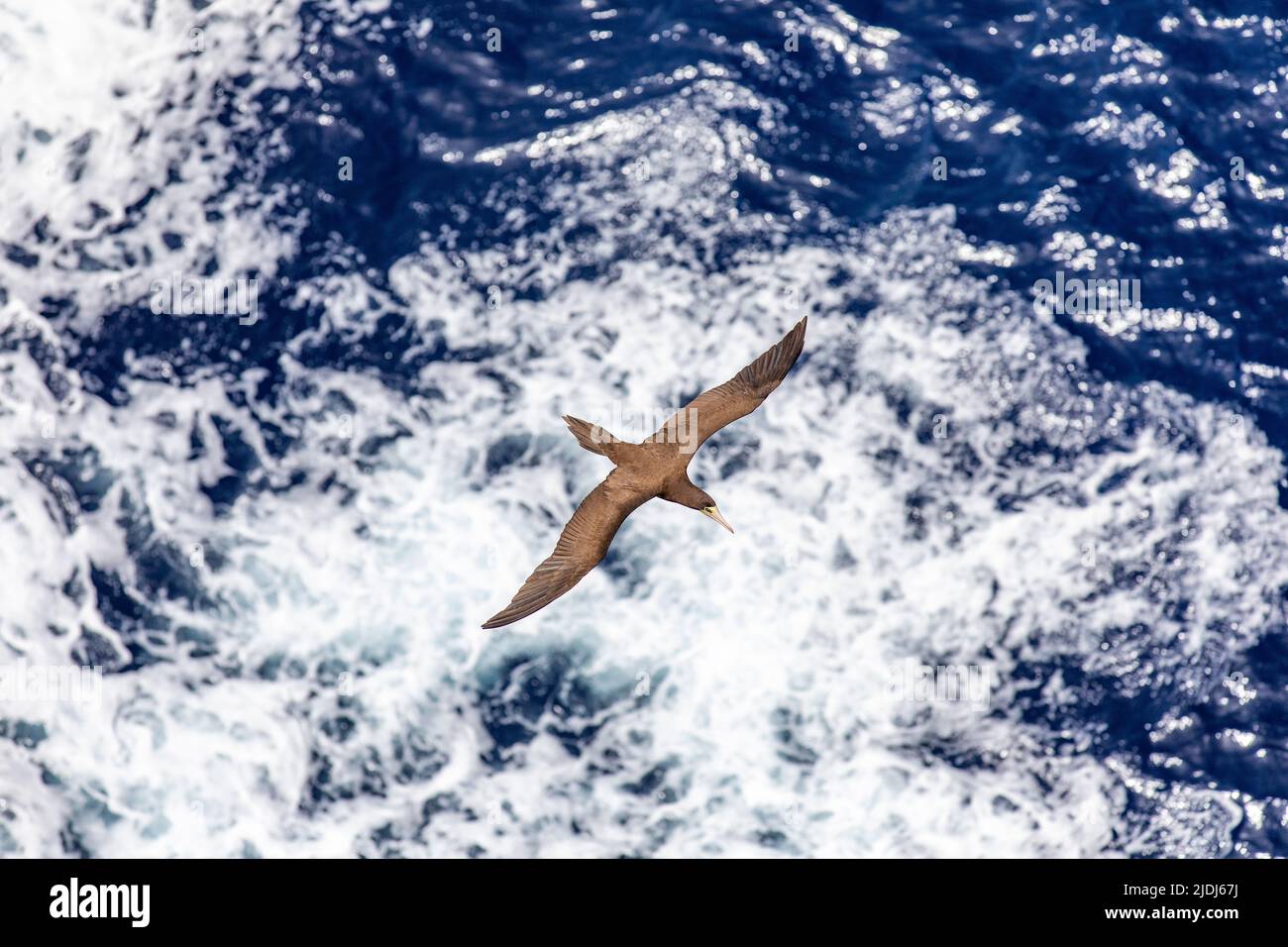 Flying fish caribbean hi-res stock photography and images - Alamy